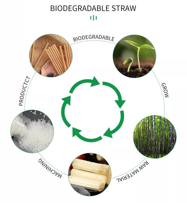 What’s the Difference Between Biodegradable and Compostable Products? - Eco-Friendly Straws for ...